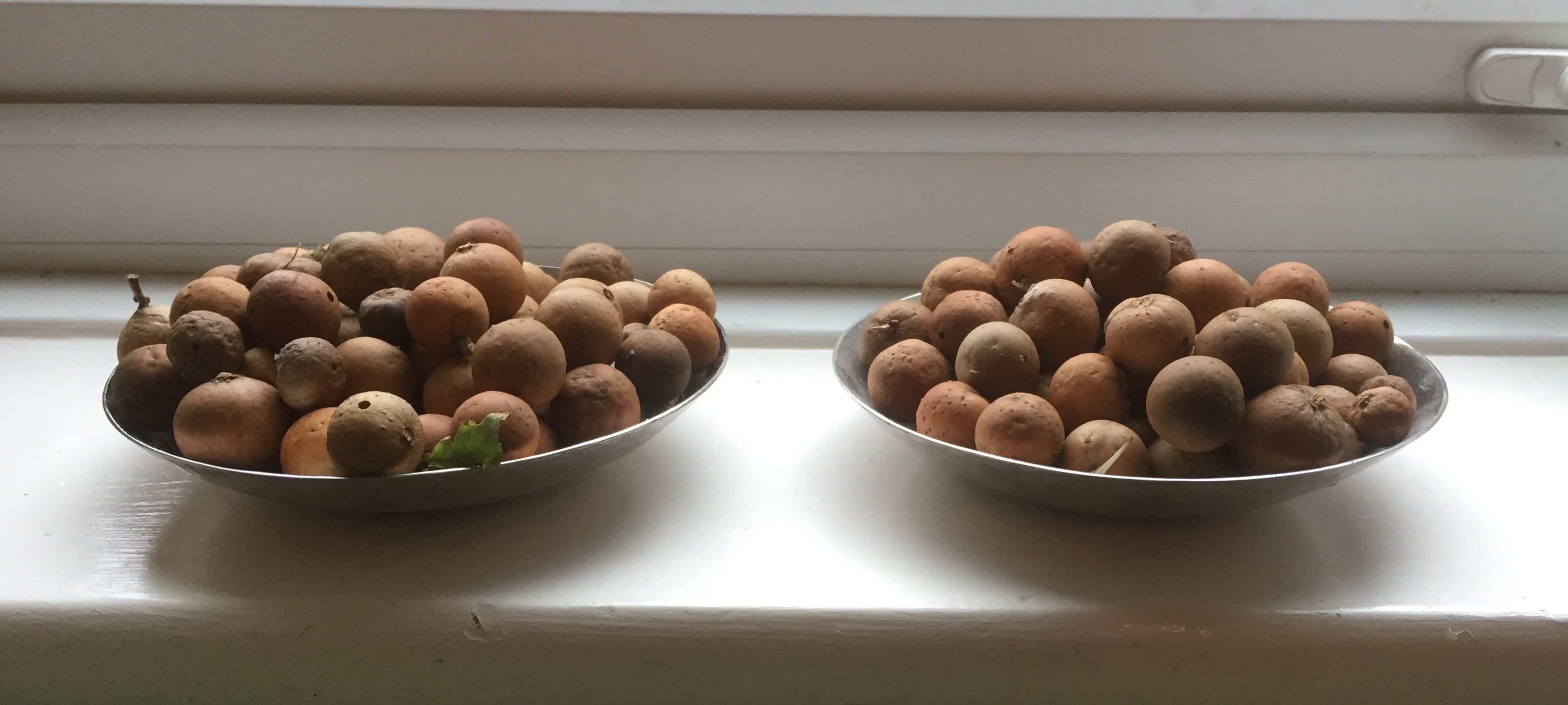 Going Wild: Tree Pearls - Majnouna